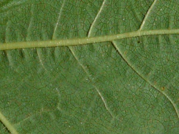 texture 0036 - Texturelib